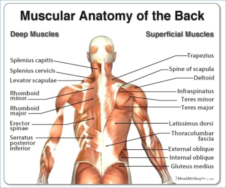 Upper Back Pain 2 Ways To Find Relief Active Kinetix Upper Back Pain 2 Ways To Find Relief Active Kinetix